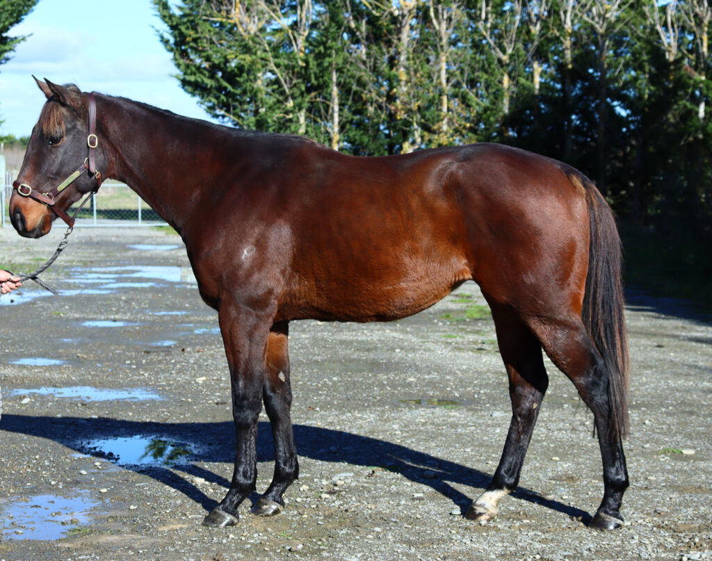 Clyde Barrow | Clyde - PinOaks Park